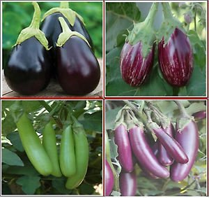 Brinjal 4 Types Seeds Combo by Seedscare India (Crypton kranti, MK ...