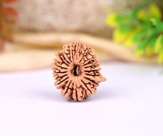 Rare Gems Gallery Exclusive Collection Natural 19 Mukhi Rudraksha ...