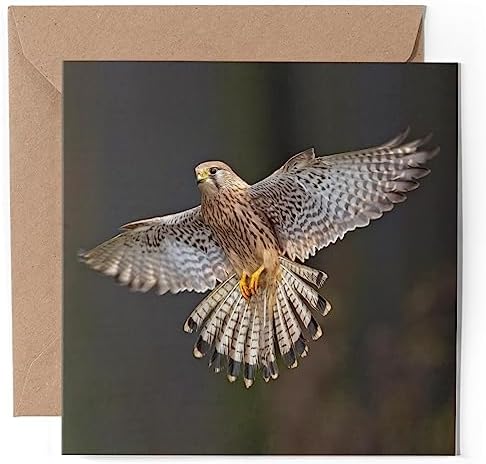1 x Greeting Card - Kestrel Bird of Prey Nature Wildlife - Blank ...