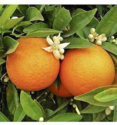 Oxygreenplant Santara,Orange,Komola, Kamalappalam,Madhuranaranna ...