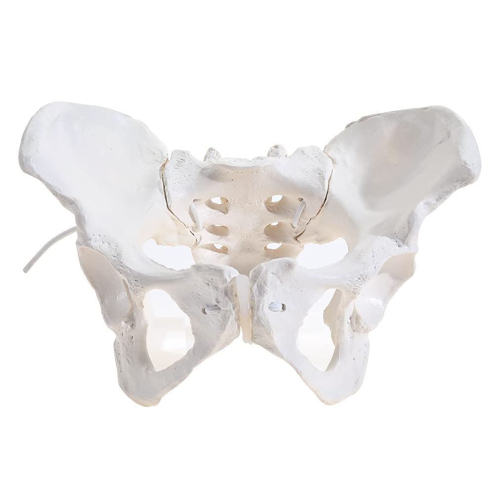 Buy Pelvis Anatomical Model, Female Life Size Pelvis Skeleton Model ...