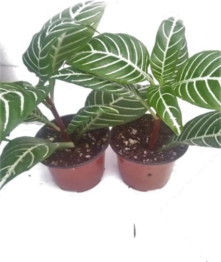 Amazon.com : Two Zebra Plants 4" pots Aphelandra - Exotic & Unusual ...