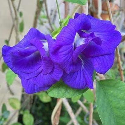 SeeGreen Aparajita Seeds Double Mixed All Color. Butterfly Pea Seeds ...