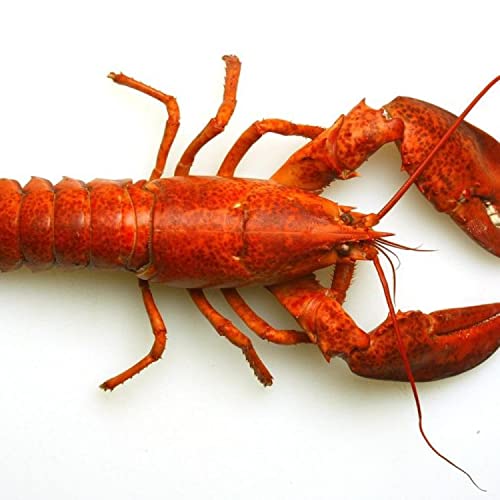 Fuck The Lobsterbacks De Lil Midget Sur Amazon Music Unlimited