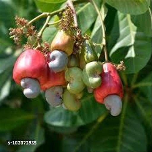 Sarika Nursery 1 Cashew Nut-Kaju Plant : Amazon.in: Garden & Outdoors