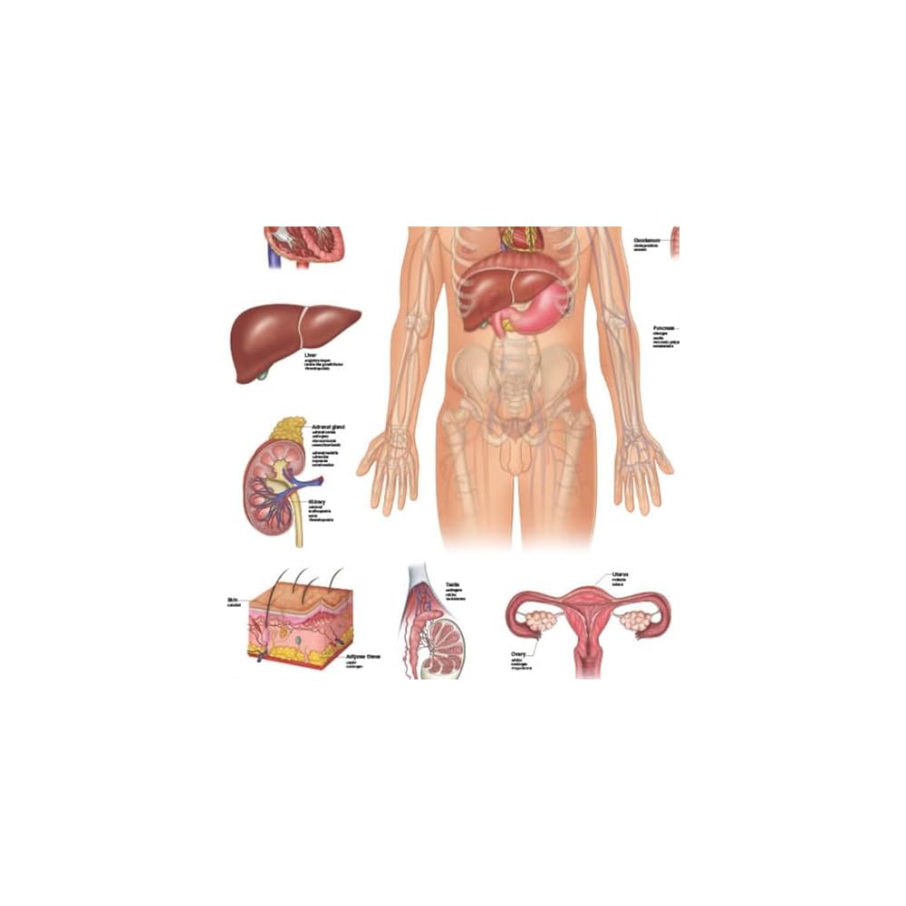 Anatomy Lab Human Endocrine System Anatomy Poster, Nepal | Ubuy