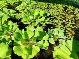 Water cabbage live plants (pack of 8) : Amazon.in: Garden & Outdoors