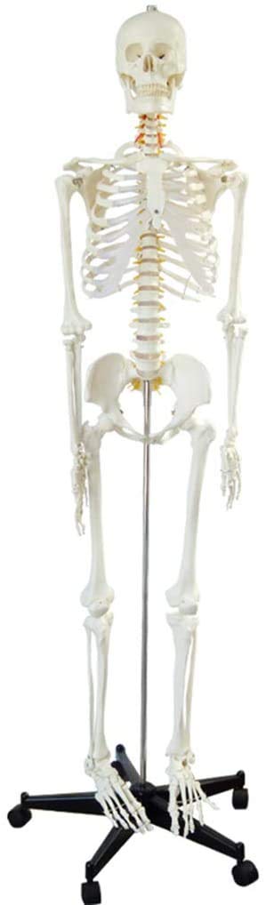 Buy 180CM Life Size Skeletal System, Human Skeleton Anatomical Model ...