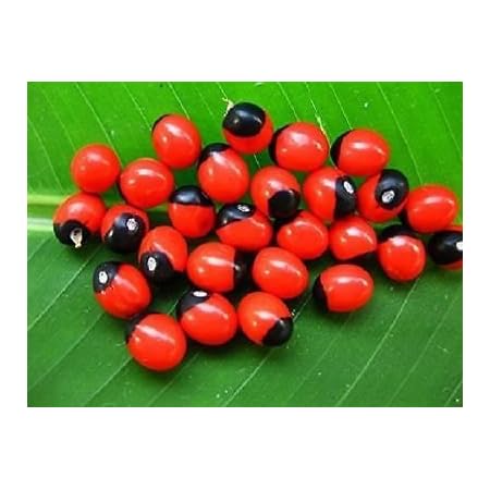 Pmw Natural Rosarypea Chanothi Guri Gunja Latumoni Gumchi Crabseye ...