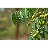 Amazon.com : Neem Tree Seeds - 10 Seeds - Village Pharmacy Tree : Patio ...