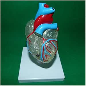 Amazon.co.jp: Human Heart Model - Heart and Heart Conduction System ...