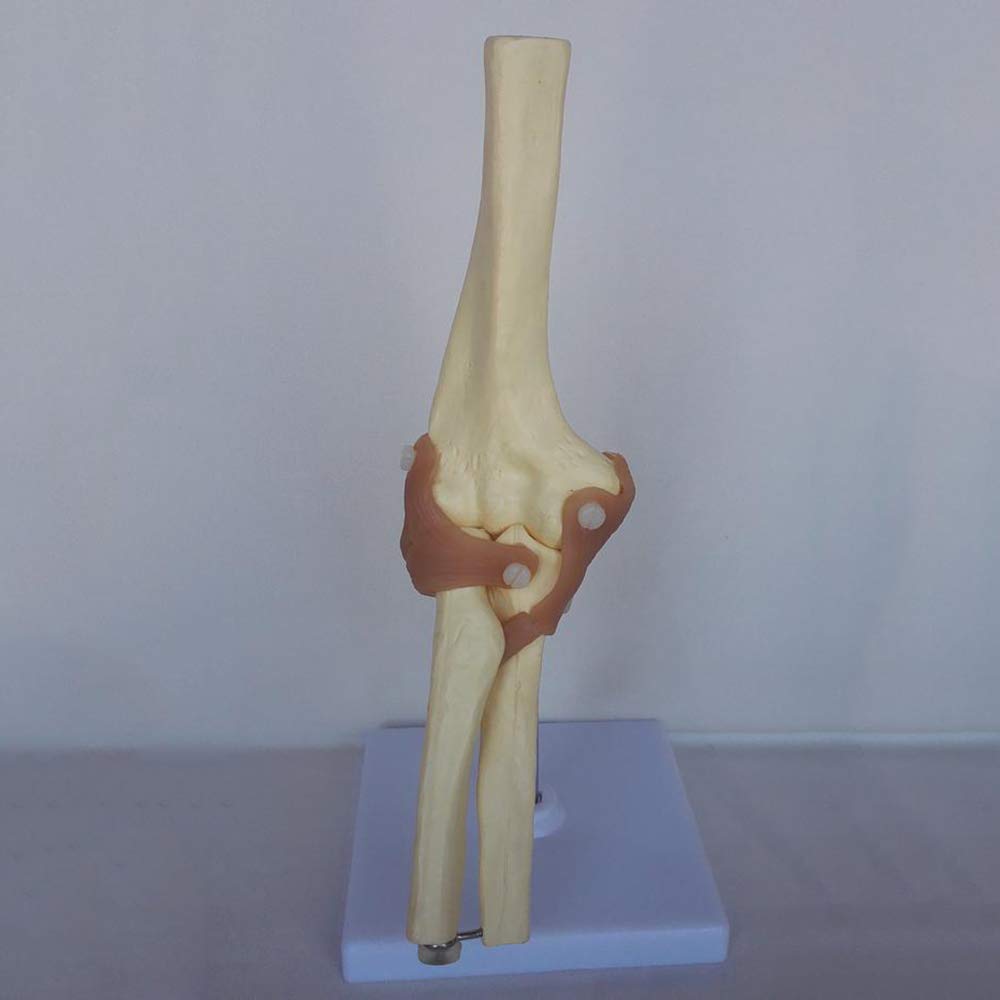 Elbow Joint Ligaments Model Budget Flexible Elbow Model With Ligaments
