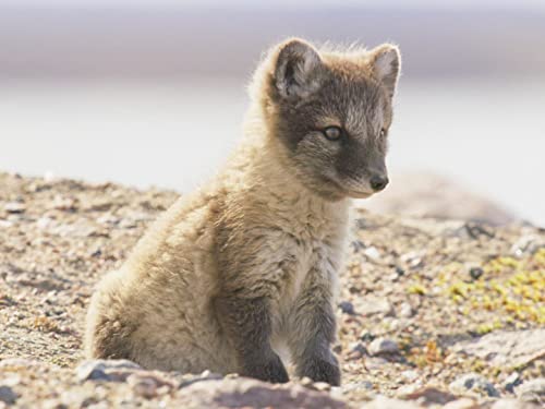 Do Animals Need Sunlight? (And How Do They get It?) | Earth Eclipse