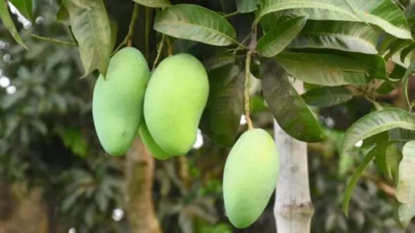 Cloud Farm Live Fazli Mango Grafted Fruit Plant - Healthy Outdoor Plant ...