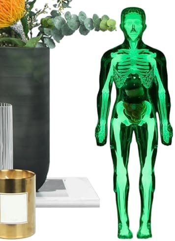 Human Anatomy Model - Glow in Dark Organs Toy Tools - Anatomy Doll for ...