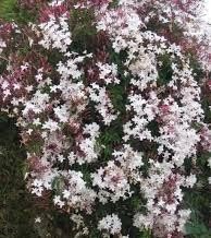 The Gifti ® Pink Bud Kundo Jasmine Flower Healthy Hybrid Special ...