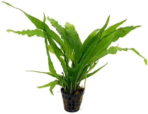 Amazon.com: Potted Microsorum Plants - Java Fern | Live Freshwater ...