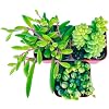 Amazon.com : Succulents Plants Live (3-Pack) 2" Hanging Plants Starter ...