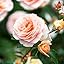 Amazon.co.jp: ITANSE 薔薇 フロリバンダローズ ニコル(ニコール) 接木 4号 1個売り 薔薇苗 学名 Rosaceae ...