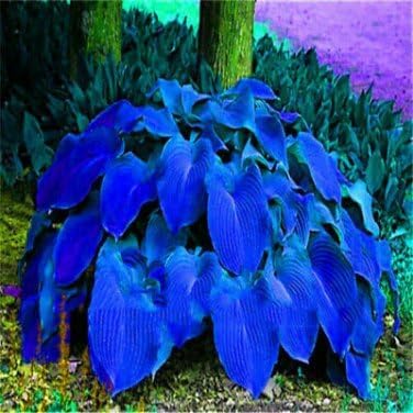 Amazon.com : Generic SVI Fresh 100 Pcs Caladium Leaf Plant Seeds Blue ...