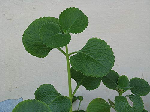 Creative Farmer Panikoorka (Mexican Mint) Rare (Coleus Aromaticus ...