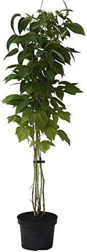 Scottish Raspberry Glen Coe Dark Purple Aromatic Fruits 60-100 cm Stick ...