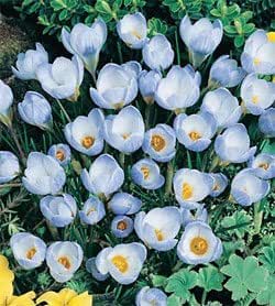 Amazon.com : Blue Pearl Species Crocus - 5 Bulbs : Patio, Lawn & Garden