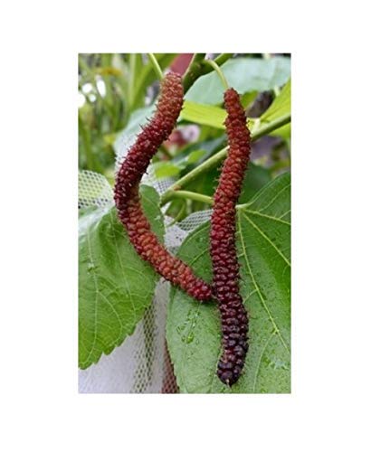 ΣaglesFord Live Red Long Shahtoot/Mulberry Fruit Plant With Pot ...