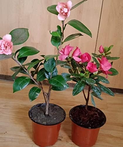 Athidhi Garden Flamingo Pink Bush Azalea Flower Live Healthy Plant ...