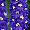 Delphinium Pacific giant King Arthur 110 seeds + Plant tag + Freebie ...