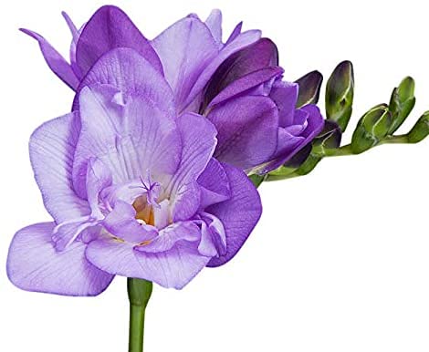Amazon.com: Freesia Double Blue Flower Bulbs - Pack of 10 Bulbs by ...