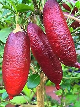 Australian Red Finger Lemon Plant Grafted Original Variety Healthy and ...