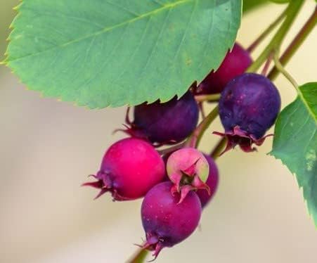 Amazon.com : Live Native Fruit Bearing Berry Tree, 2 Year Serviceberry ...