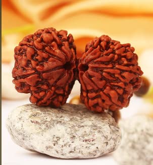 Dine Gems Natural Nepali 9 Mukhi Gauri Shankar Rudraksha Original ...
