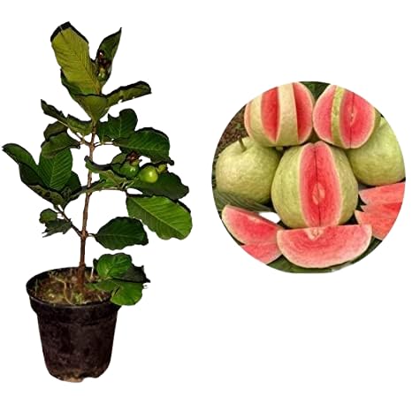 Rare Grafted Red Diamond Guava Plant in Poly Bag (1-2 Feet Height ...