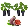Amazon.com : Celeste Fig Plant (4 Pack) | Live Fruit Plant for Planting ...