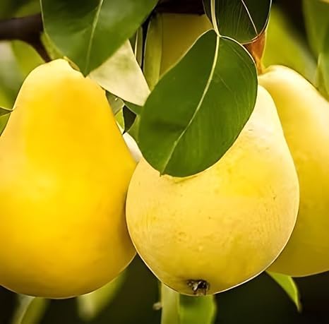 SOMNIA NURSERY Hybrid Babugosha Tropical Fruit Plant/Nashpati/Pear ...