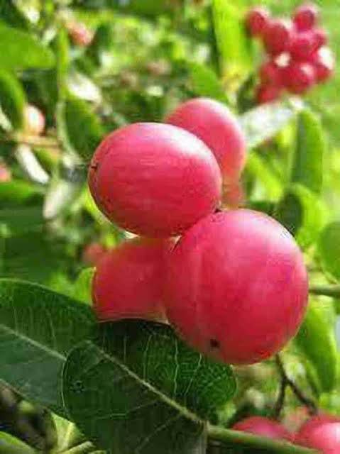 Live Belpatra Fruit Plant (1 Plant) Bel Patra Bilva/Bael/Pathar Bel ...