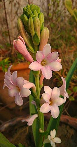 Vixenssell Imported Pink Tuberose Flower(Rajanigandha ) Live Plant Bulb ...
