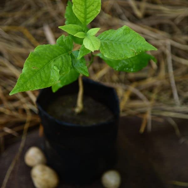 JooGTooK Live Bel Tree, Bilva Patra, Bel Patra Plant with Pot : Amazon ...