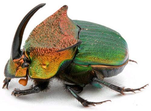 Real XL Green Male Horned Rhinoceros Dung Beetle Phanaeus Vindex Pinned ...