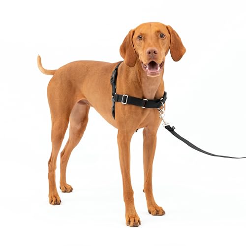 Chain Harness for Dogs – The 15 best products compared - Wild Explained
