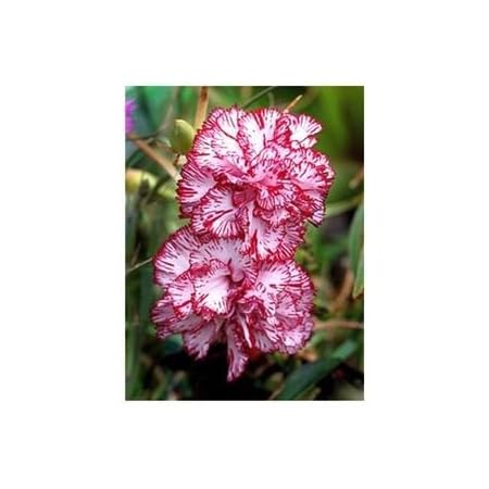 Creative Farmer Perennial Plant Dianthus Raspberry Ripple Flower Seeds ...