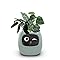 Amazon.com : Itigoitie Smart Flowerpots,Smart Pet Planter,Ai Planter ...