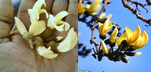 Creative Farmer Flowering Tree Butea Monosperma Palash White Tree ...