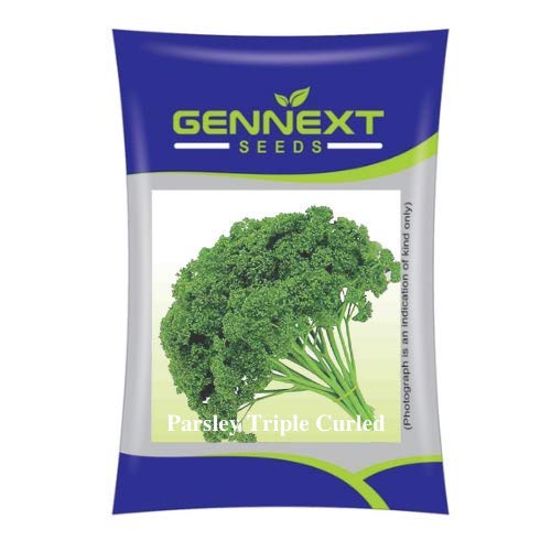 Gennext Seeds Parsley Triple Curled Seeds : Amazon.in: Garden & Outdoors