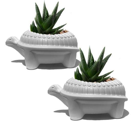 GreenShakha Lucky Tortoise Pot Plant Container for Indoor/Outdoor ...