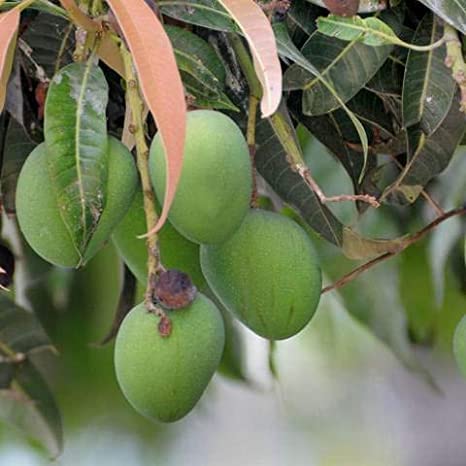Mphmi Live Plants Mango Tree (Badami, Grafted) - Plant : Amazon.in ...