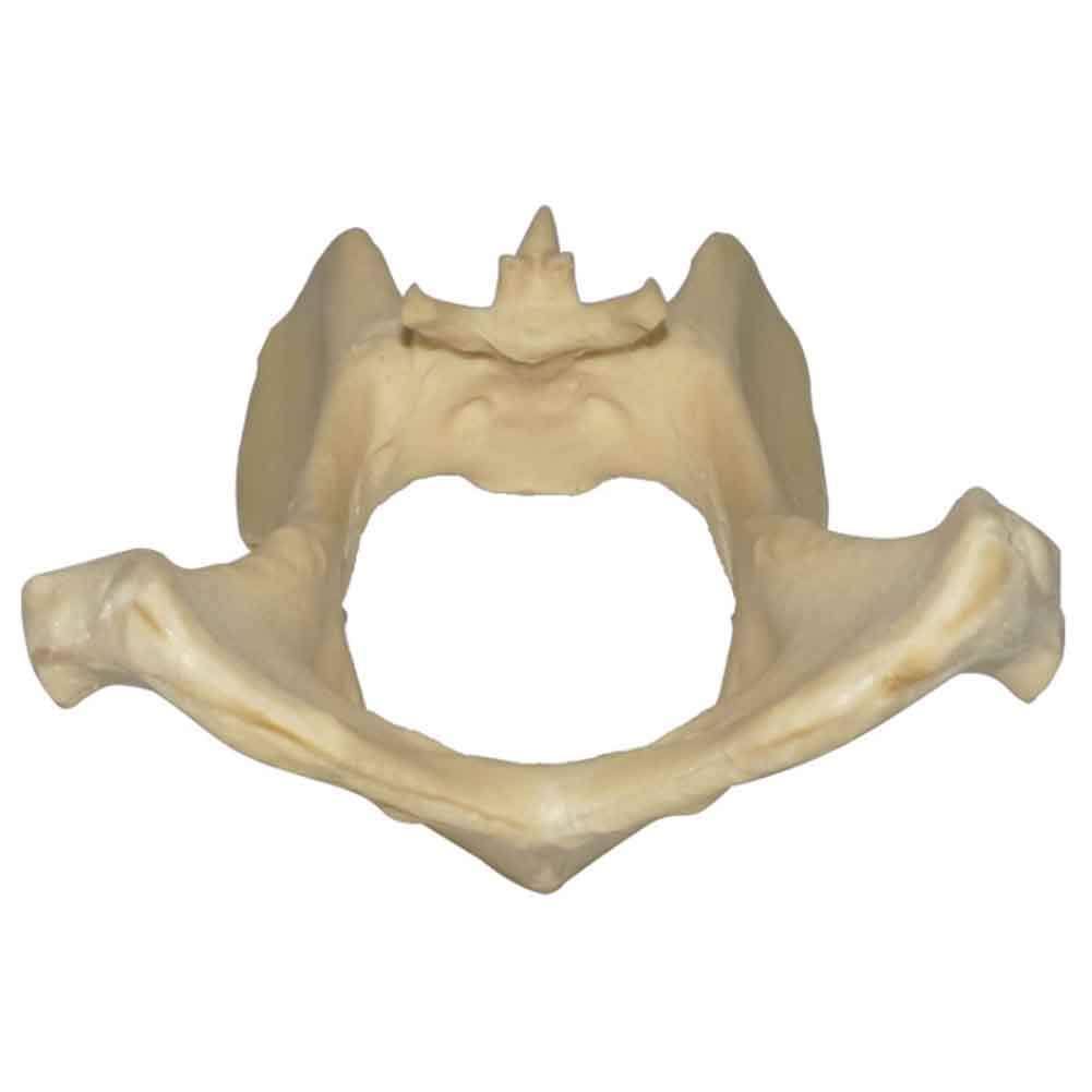 Dog Pelvis Anatomy Appendicular Skeleton Of Animals Pectoral And