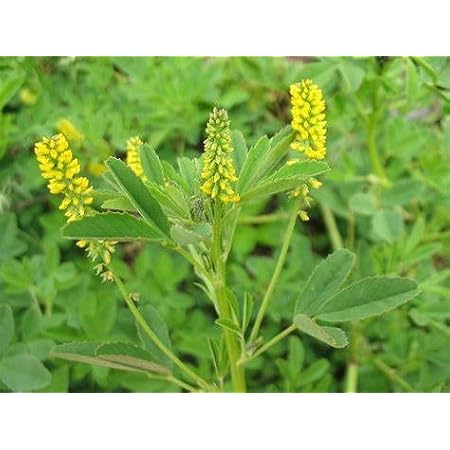 Amazon.com : Yellow Sweet Clover 15,000 Bulk Seeds USA Harvested ...